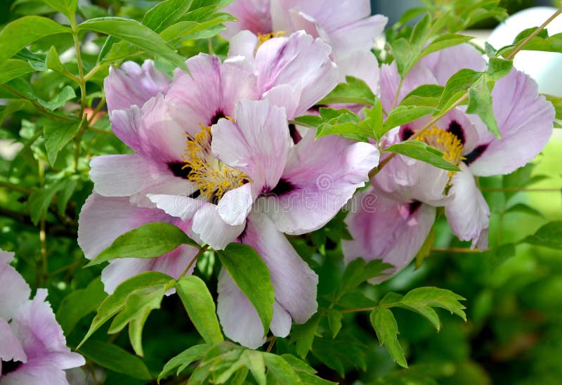 Shrub Peony (Paeonia Suffruticosa) Stock Image - Image of bush, close ...