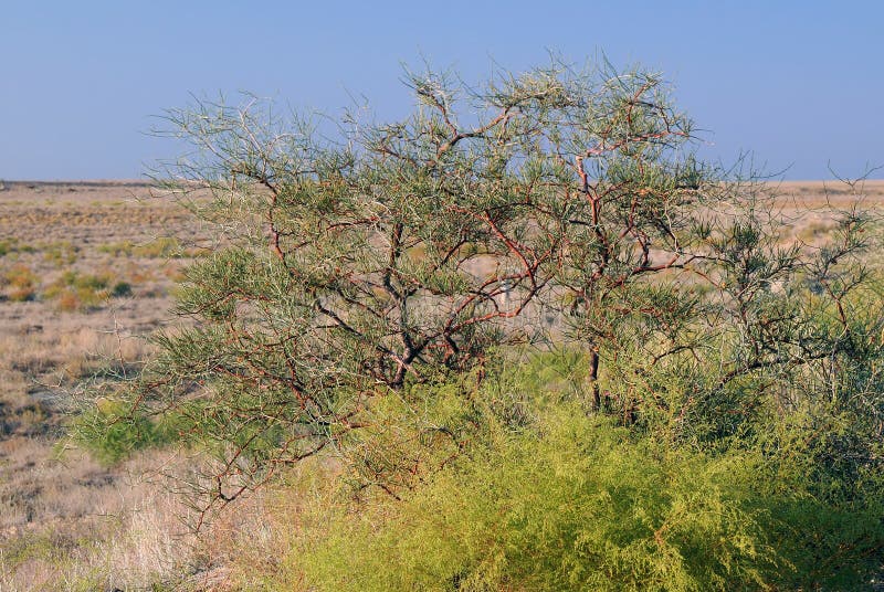 Shrub Vegetation in Prairie Stock Image - Image of underwood, pasture ...