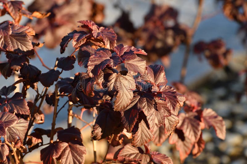 Shrub Viburnum Leaf, Red Diablo Variety Stock Image - Image of ...