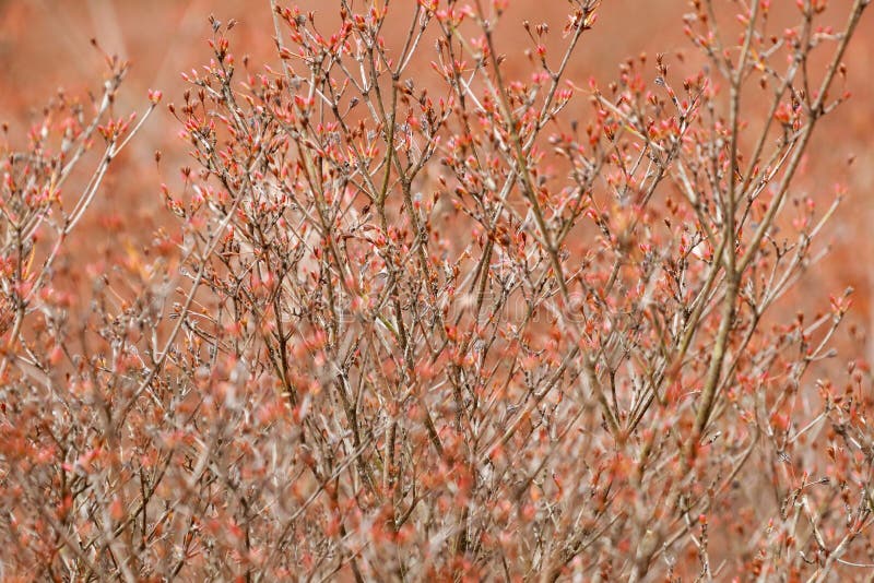 Shrub waiting for spring stock photo. Image of winter - 169537482