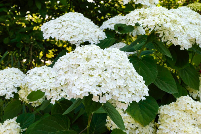 Shrub with White Lush Flowers - Hydrangea. To Park, Garden Stock Image ...