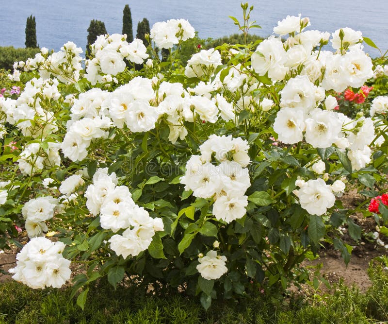 Shrub of white roses stock photo. Image of water, plant - 33618296