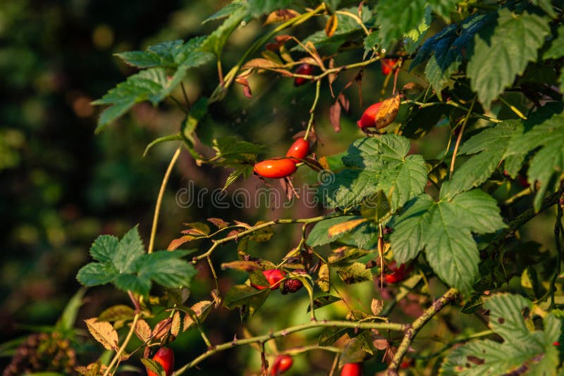 Shrub of Wild Rose Fruit in Natural Environment. Stock Photo - Image of ...
