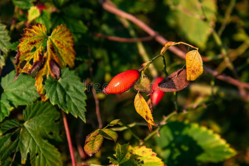 Shrub of Wild Rose Fruit in Natural Environment. Stock Photo - Image of ...