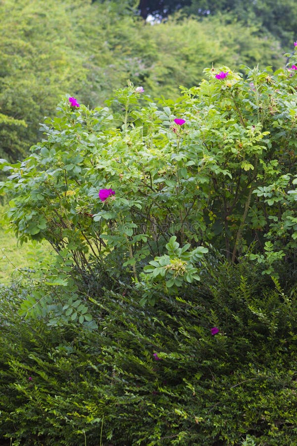 Shrub of Wild Roses in Summer Stock Image - Image of bush, shrub: 74683099