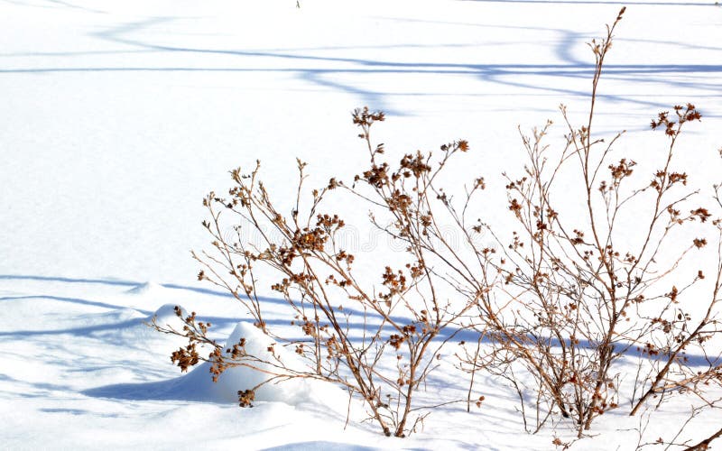 Shrub, Winter, Snow, White, Cold, Frost Stock Photo - Image of seasonal ...