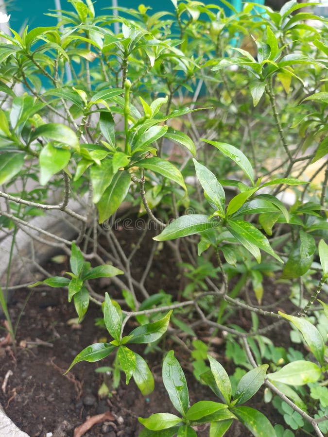 The Shrubbery in the Garden Stock Image - Image of green, fruit: 259392721