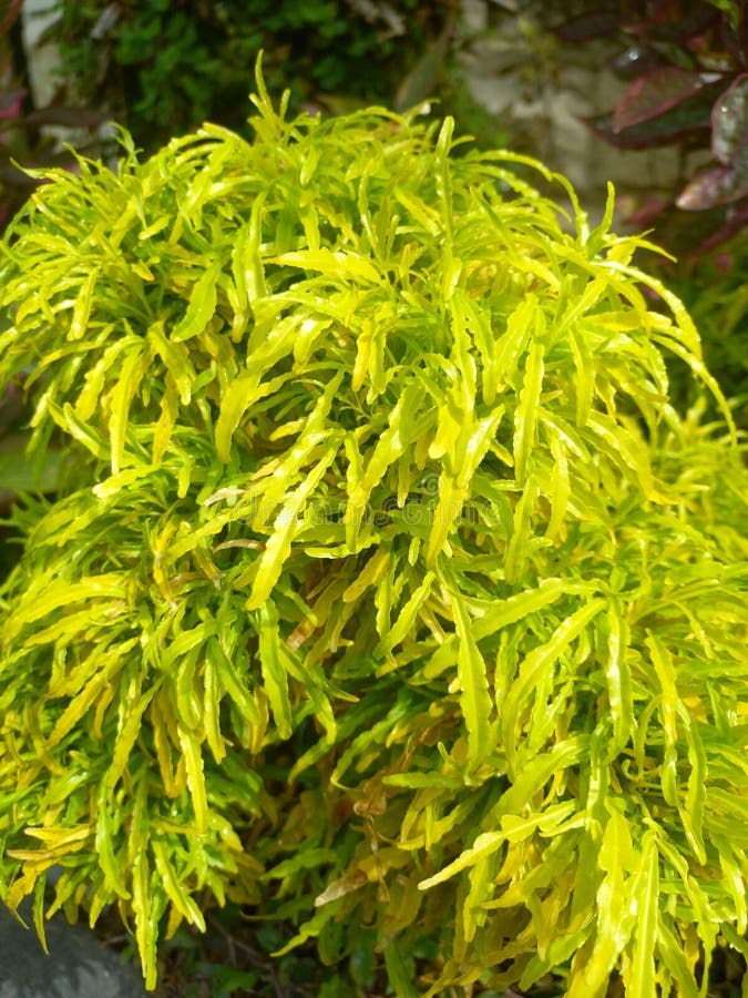 The Shrubbery in the Garden Stock Image - Image of flower, plant: 259492761