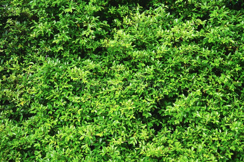 Shrubbery, Green Hedges Background. Stock Image - Image of garden ...