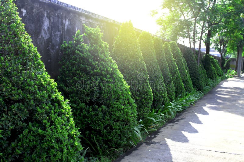 Shrubbery stock image. Image of plant, fence, texture - 61845265