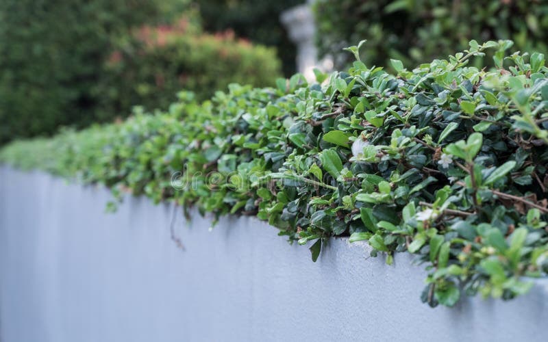 Shrubbery stock image. Image of rural, outdoor, green - 86066435