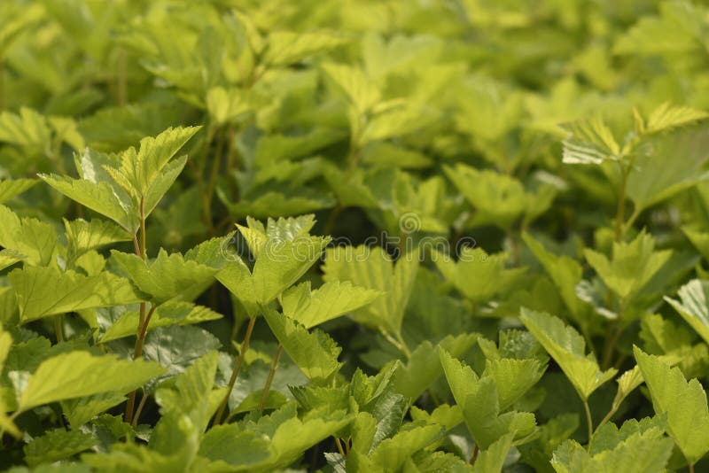 Shrubbery in the park. stock image. Image of grass, herb - 219883183