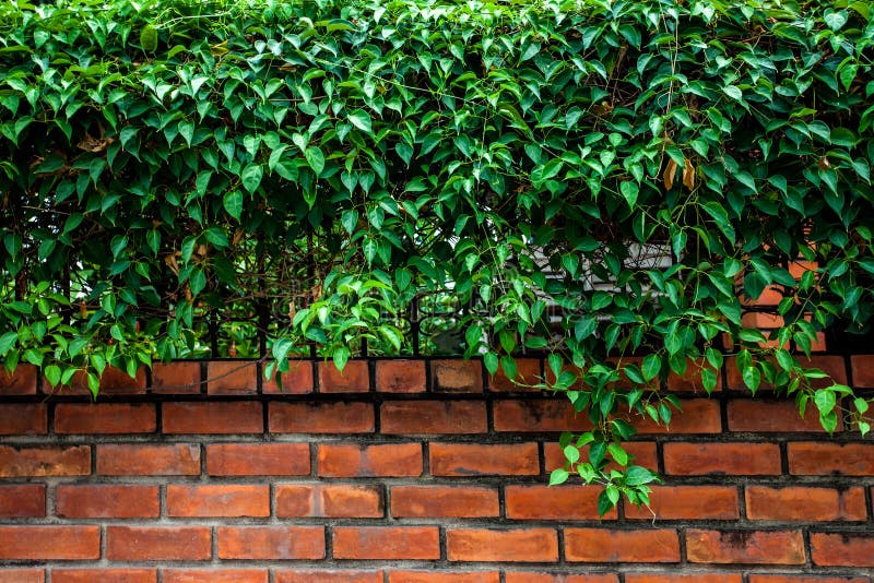Shrubbery, wall stock image. Image of plant, outside - 82284795