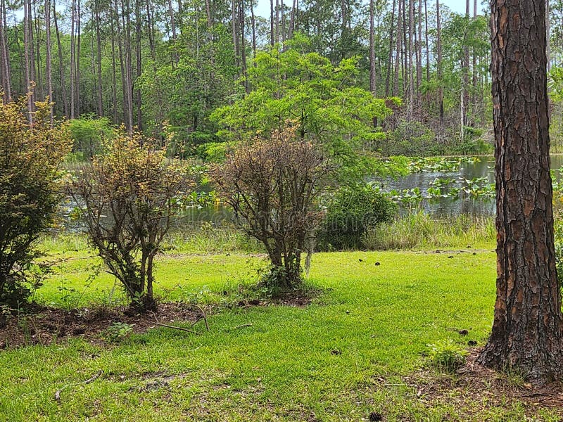 Shrubby Edge of Southern Pond with Pine Backdrop Stock Image - Image of ...