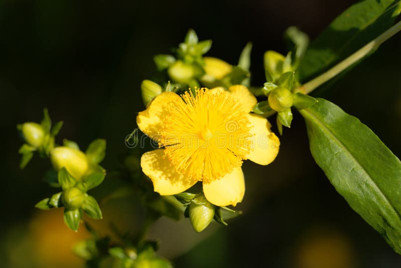 Shrubby St. John S Wort Hypericum Prolificum Stock Photo - Image of ...