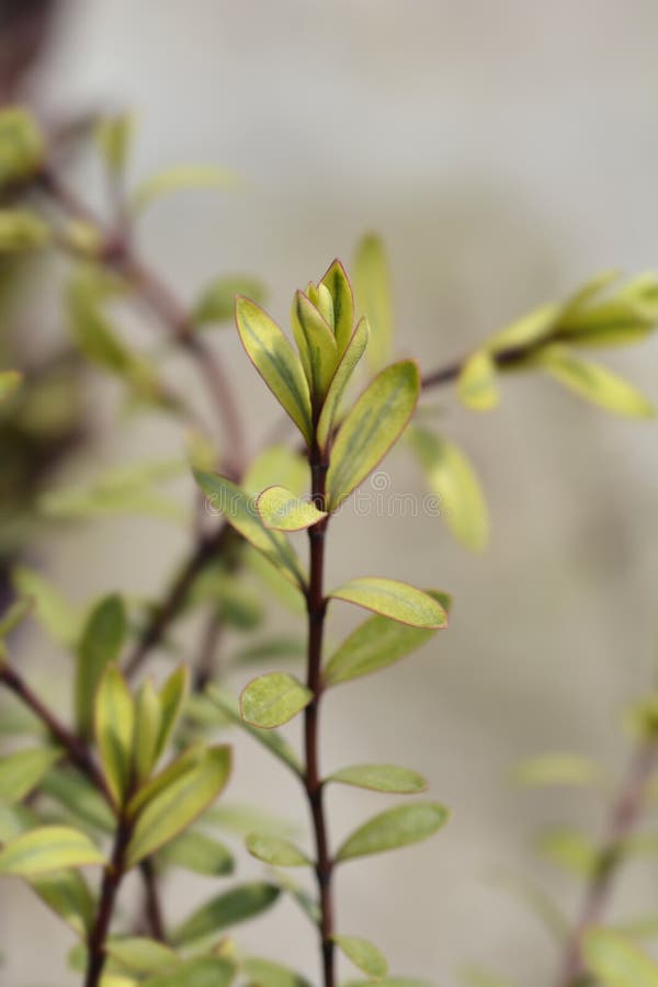 Shrubby Veronica Goldrush stock image. Image of botany - 256926003
