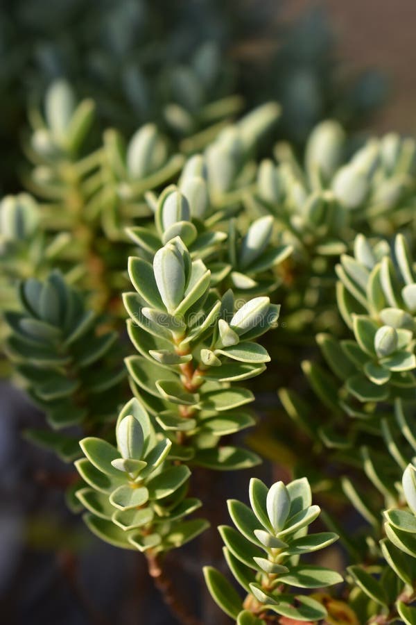Shrubby Veronica stock image. Image of autumn, leaf - 165620015
