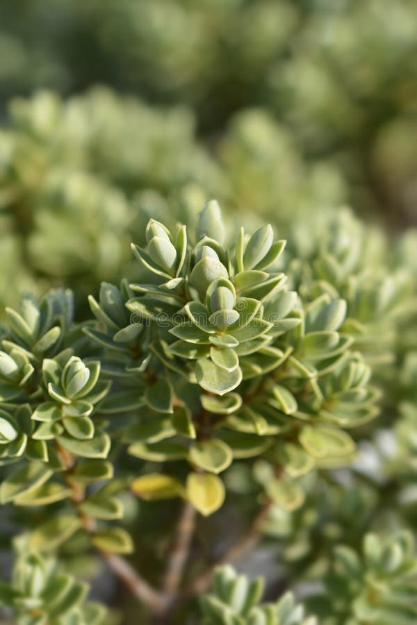 Shrubby Veronica stock image. Image of botany, outdoors - 200192831