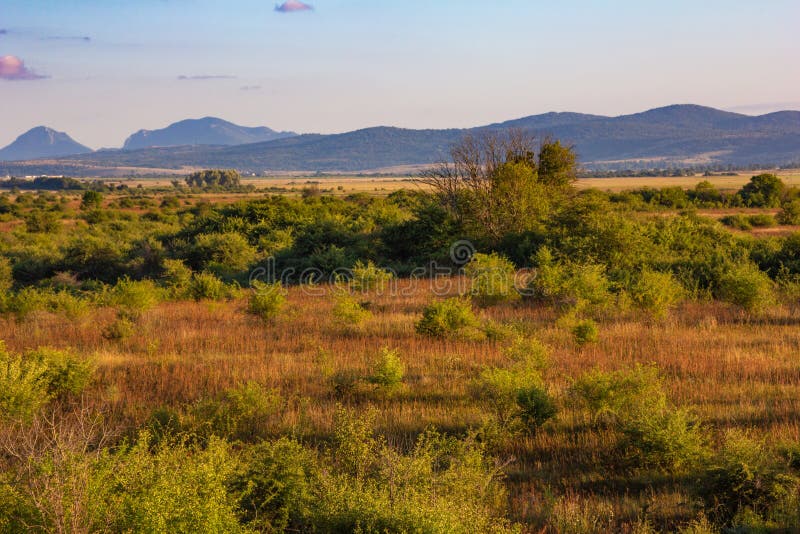 Mediterranean Shrubland Fie Stock Photo - Image of scrubland, shrub ...