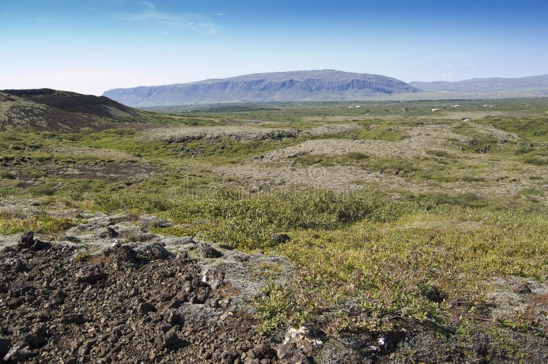 Shrubland in Iceland stock photo. Image of shrub, rocky - 17867326