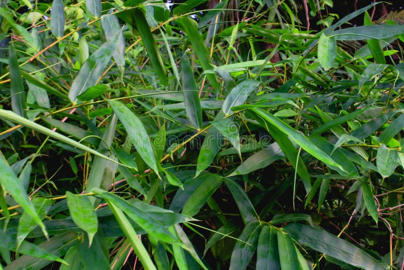 Shrubs of Bamboo Forest Plants Growing in the Wild Stock Photo - Image ...