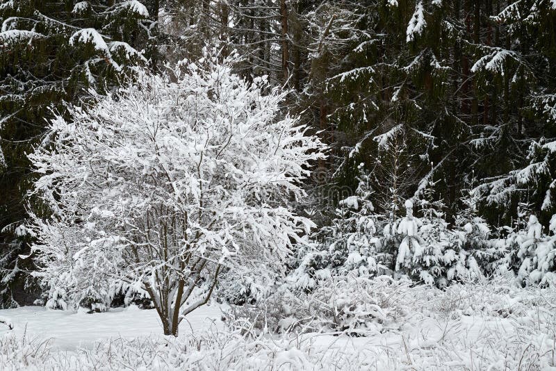 Shrubs are Beautifully Snow-covered with Snow Stock Photo - Image of ...