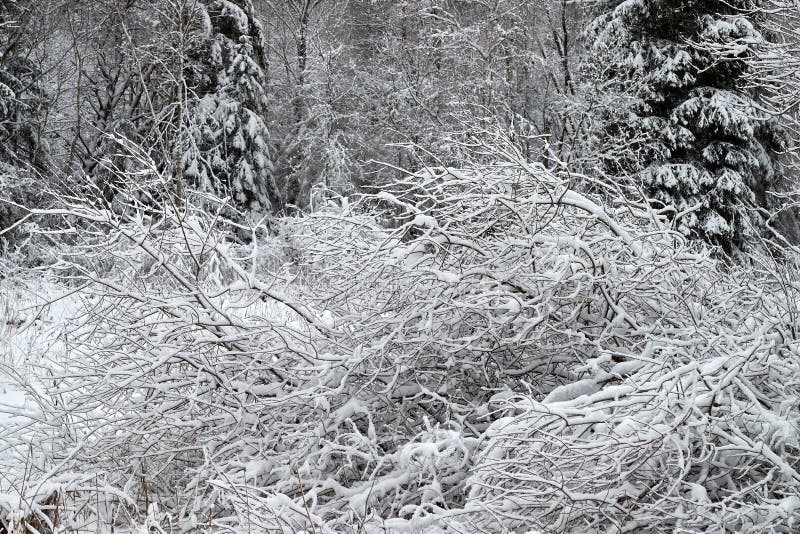 Shrubs are Beautifully Snow-covered with Snow Stock Image - Image of ...