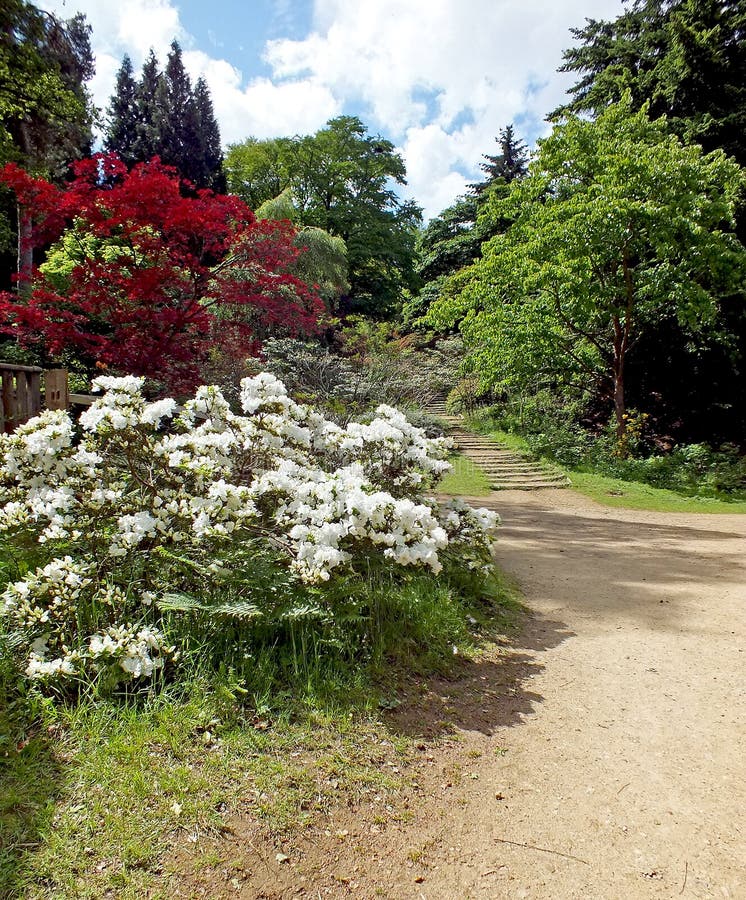 Shrubs in Bloom Along a Path Stock Image - Image of petals, flowery ...