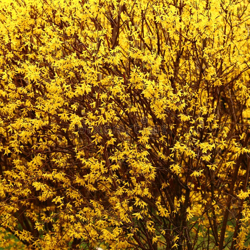 Shrubs Blooming Yellow in Spring Stock Photo - Image of nature, spring ...