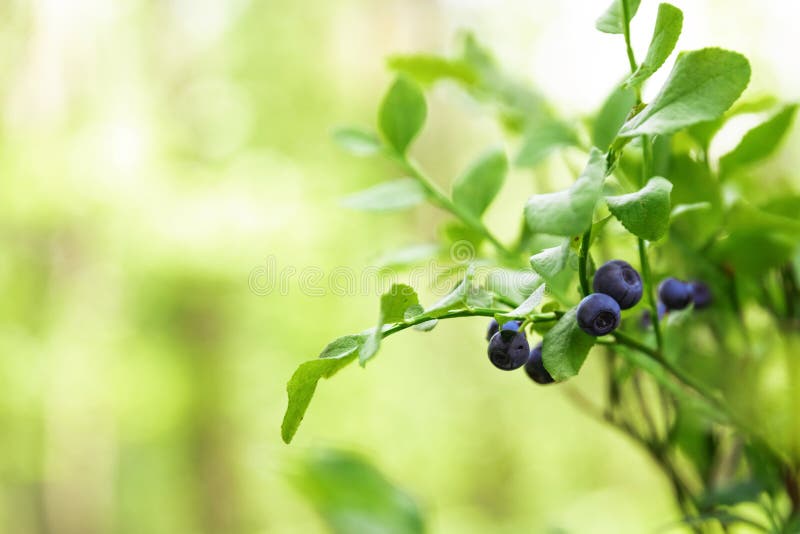 Wild Blueberries in the Forest Stock Image - Image of organic, season ...