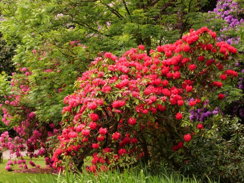 Shrubs of Bright Pink and Purple Rhododendron Flowers Stock Image ...