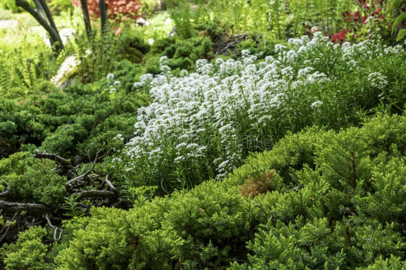 Shrubs and Bushes in a City Park during Springtime Stock Image - Image ...