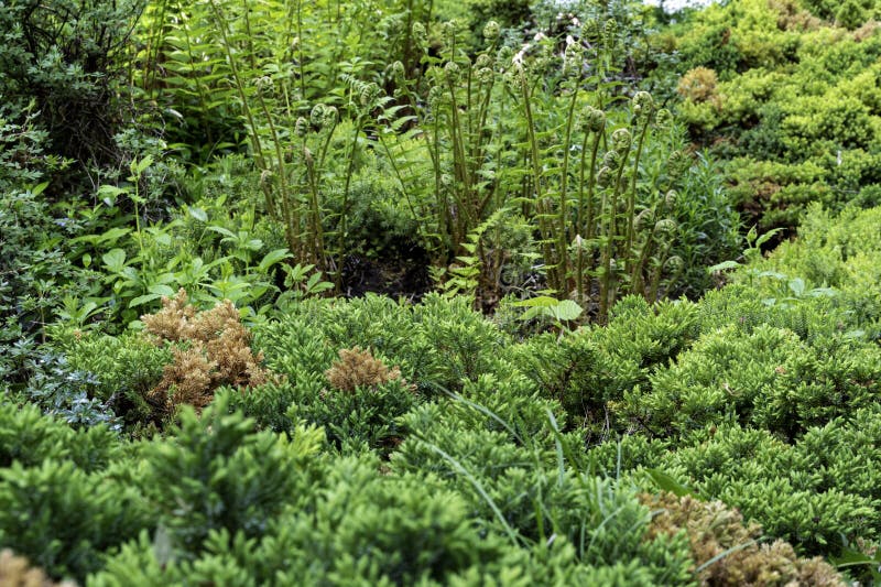 Shrubs and Bushes in a City Park during Springtime Stock Photo - Image ...