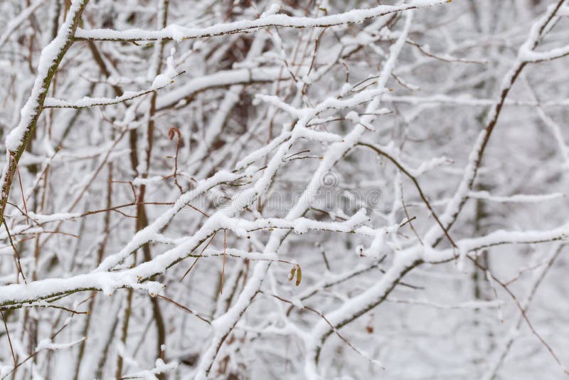 Shrubs Covered with Fresh Snow in Forest after Snowfall Stock Photo ...