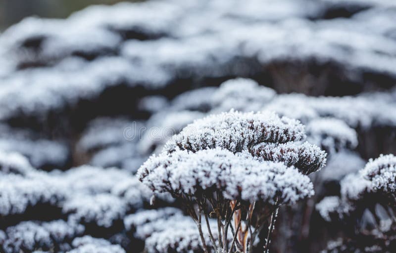 Shrubs Covered of Frost in Morning Light. Saturated Matt Tones Stock ...