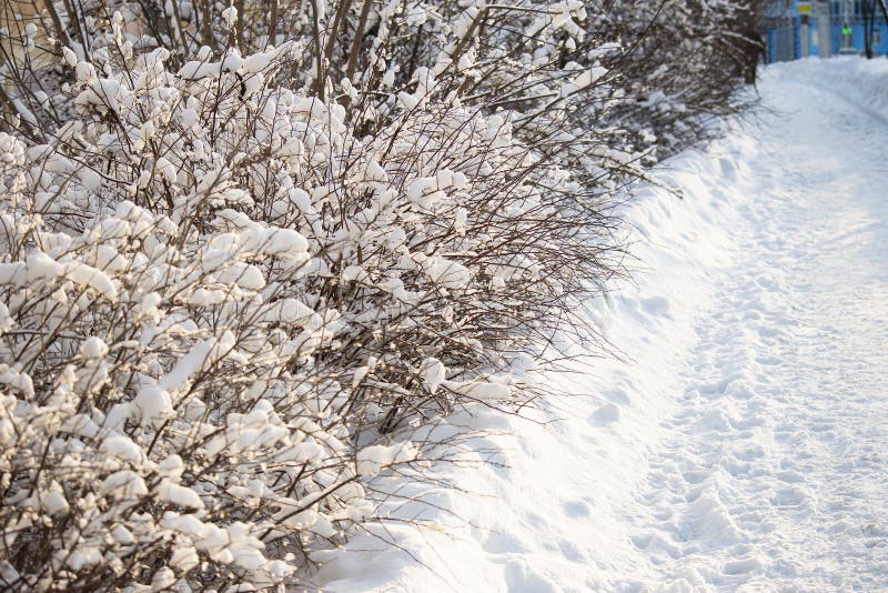 Shrubs Covered with Snow after Heavy Snowfall Stock Image - Image of ...