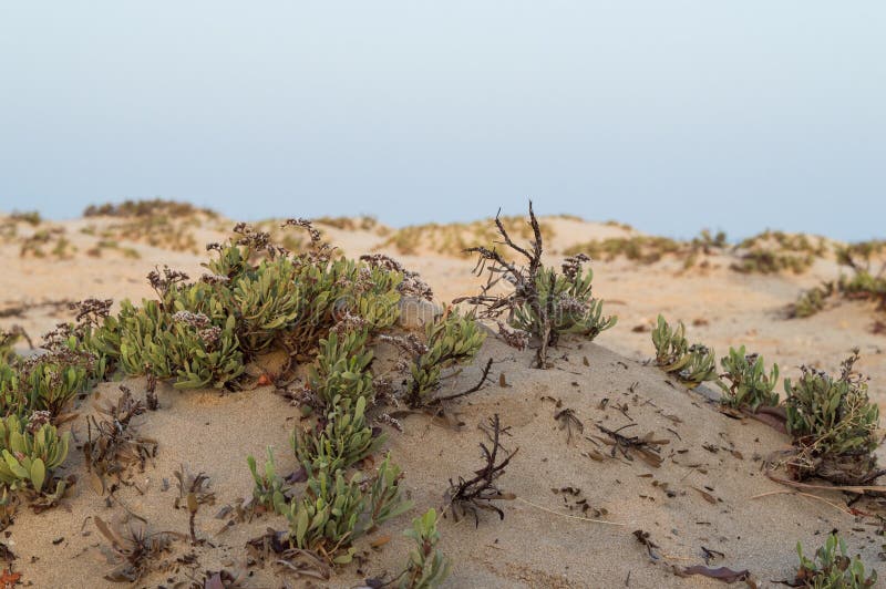 Shrubs in the Desert of the Red Sea Stock Image - Image of abandoned ...