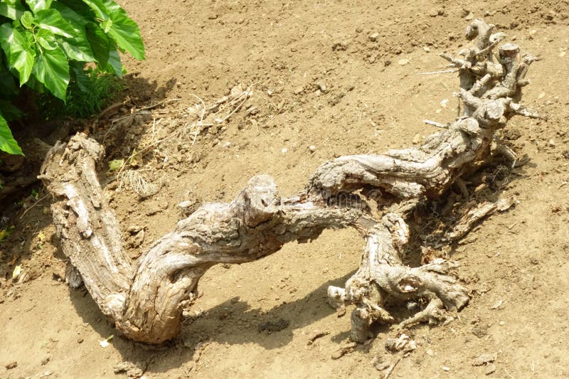 423 Roots Withered Stock Photos - Free & Royalty-Free Stock Photos from ...