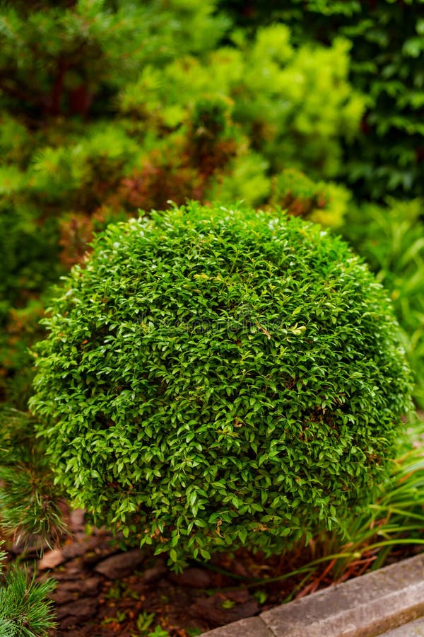 Shrubs and Dwarf Trees in the Landscape Design of the Yard. Stock Image ...