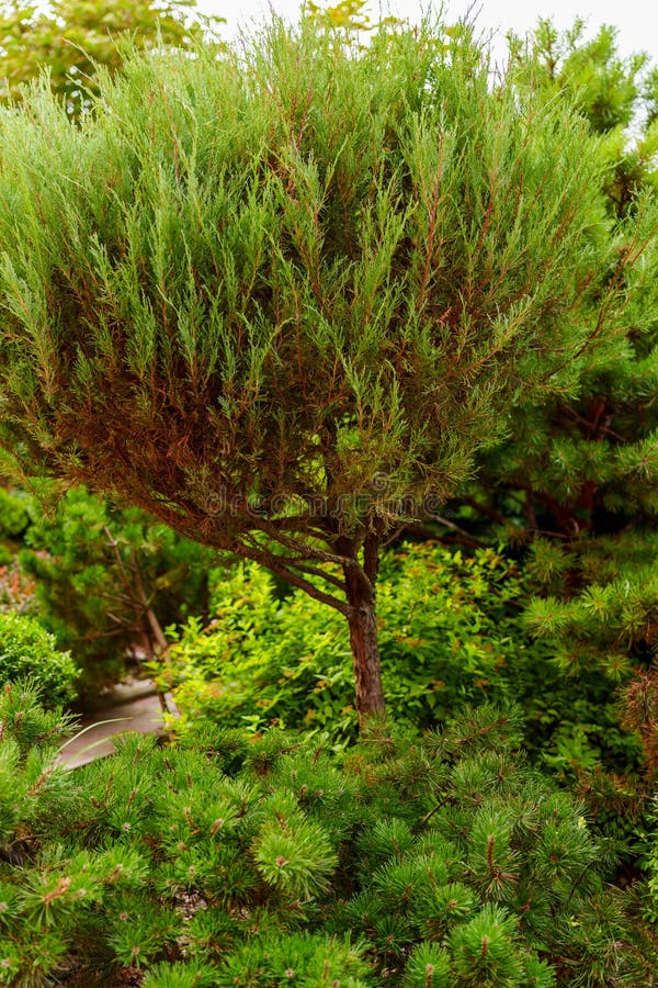 Shrubs and Dwarf Trees in the Landscape Design of the Yard. Stock Photo ...