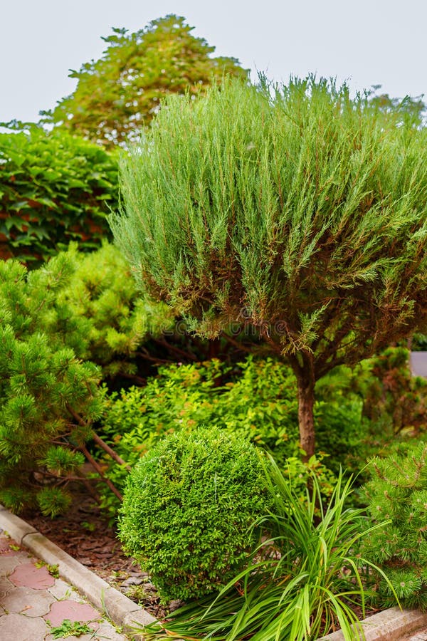 Shrubs and Dwarf Trees in the Landscape Design of the Yard. Stock Photo ...