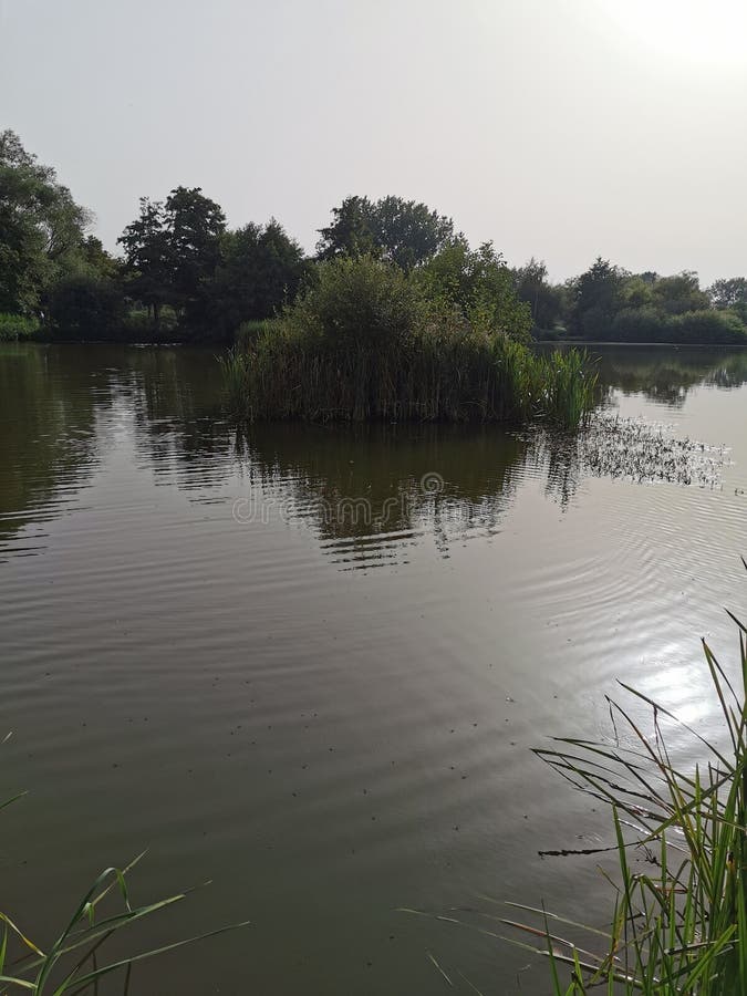 Shrubs at fishing Lake stock photo. Image of bayou, morning - 367071958