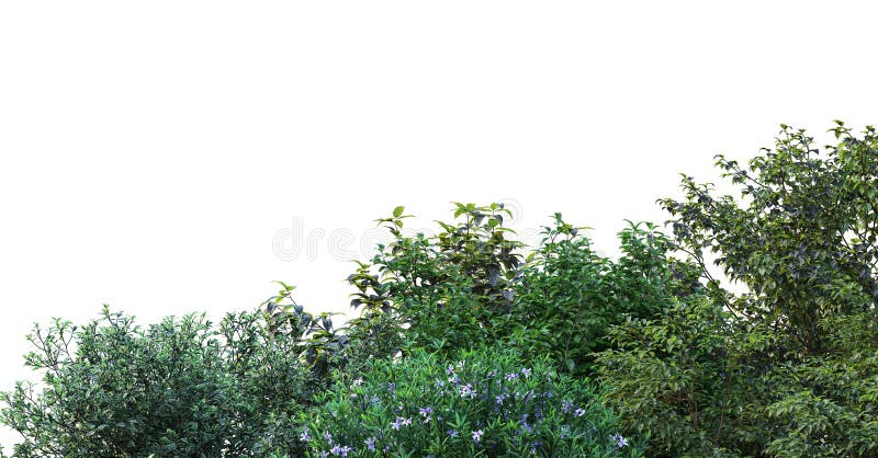 Shrubs and Plant on a White Background Stock Illustration ...