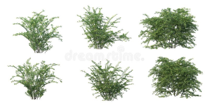 Shrubs and Flower on a White Background Stock Illustration ...