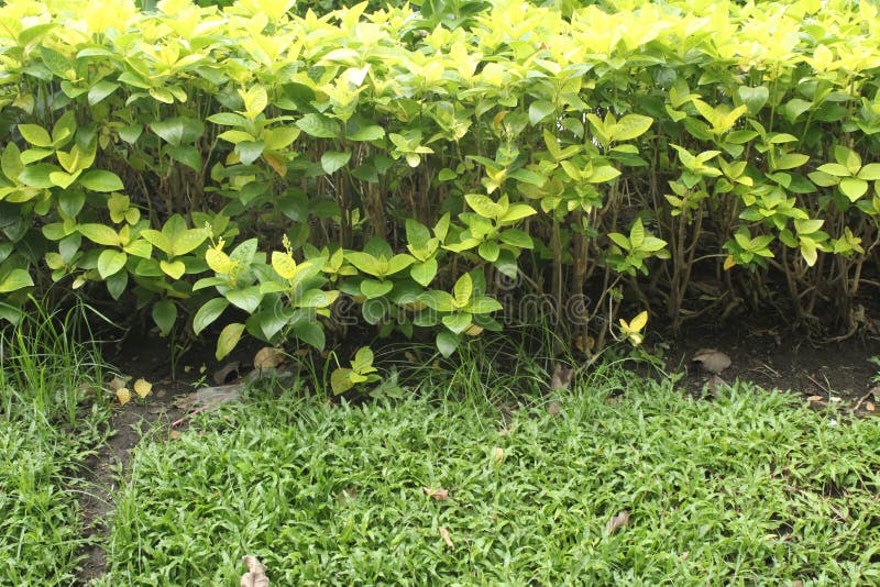 Shrubs on the grass stock image. Image of shrubs, grass - 210265589