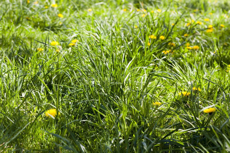Grass meadow stock image. Image of nature, natural, conservation ...