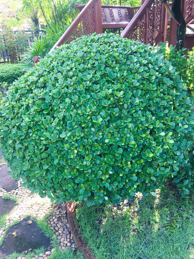 Shrubs Green,Bush in Home.Shrubs Green,Bush in Home Stock Image - Image ...