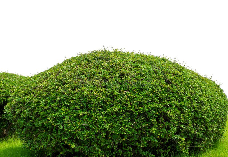 Bushes Alpha Stock Photos - Free & Royalty-Free Stock Photos from ...