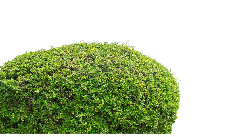 Bushes Alpha Stock Photos - Free & Royalty-Free Stock Photos from ...