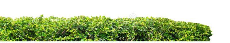 Bushes Alpha Stock Photos - Free & Royalty-Free Stock Photos from ...
